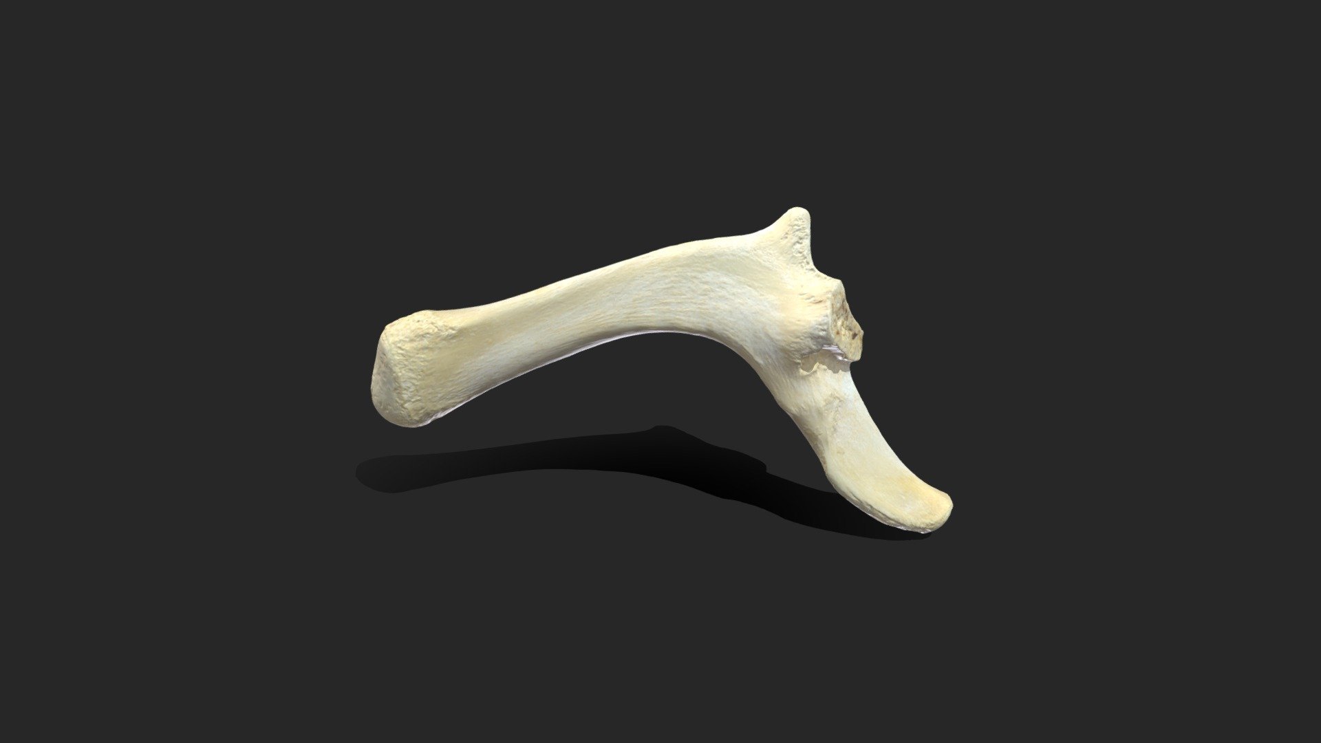 Turtle Scapula - 3D model by MSP-Paleo [745433d] - Sketchfab