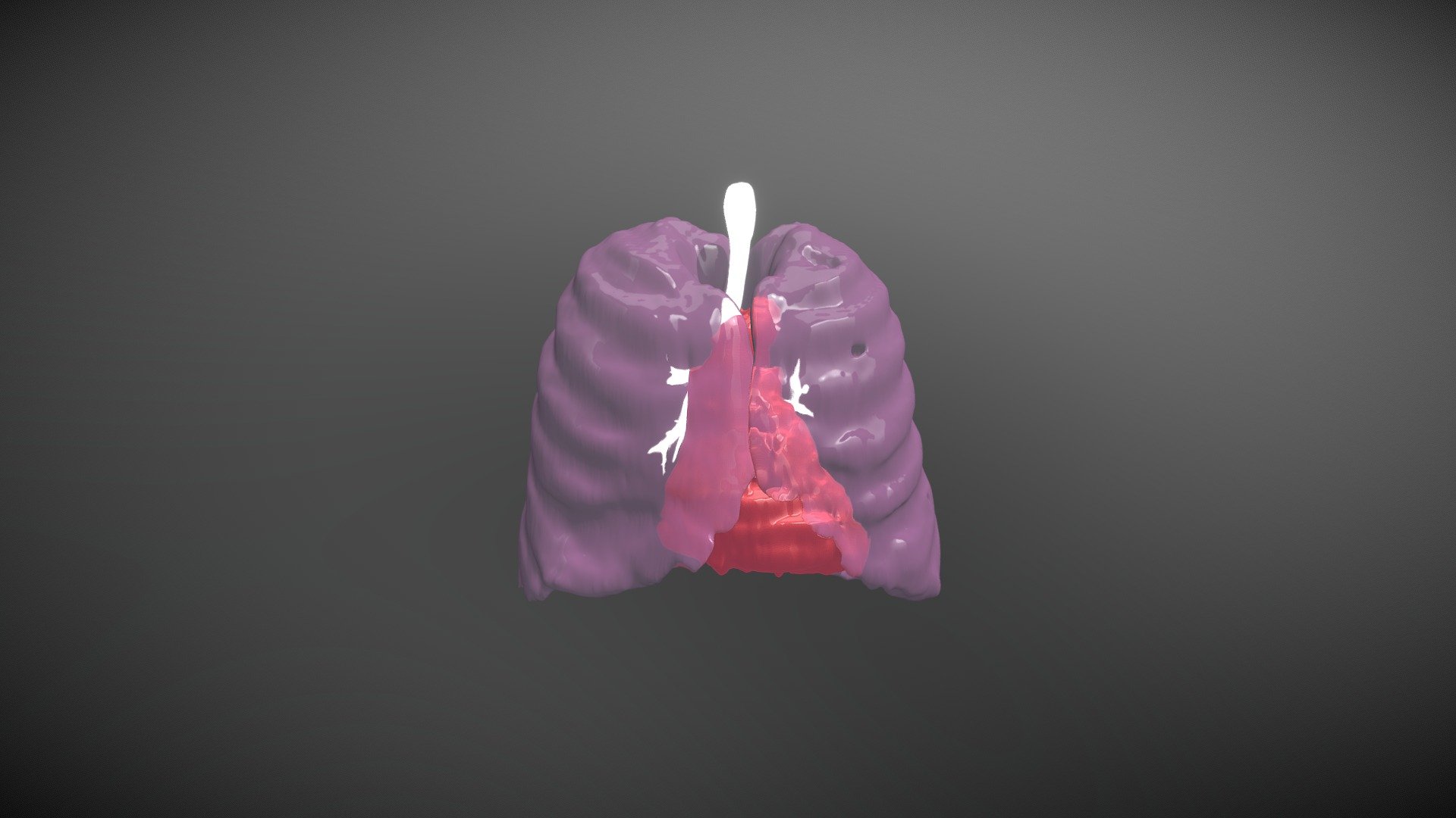 Lungs, Airway, Heart and Aorta Segmentation - Download Free 3D model by ...