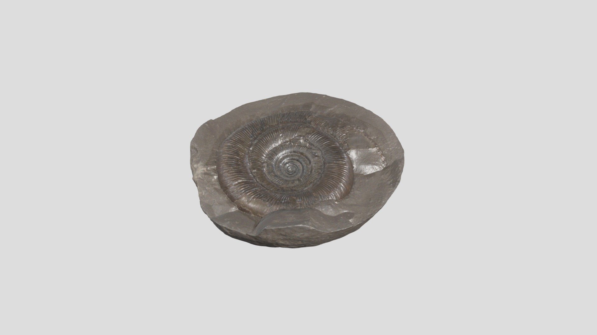 Dactilyoceras tenuicostatum - Download Free 3D model by Andrew R Cuff ...