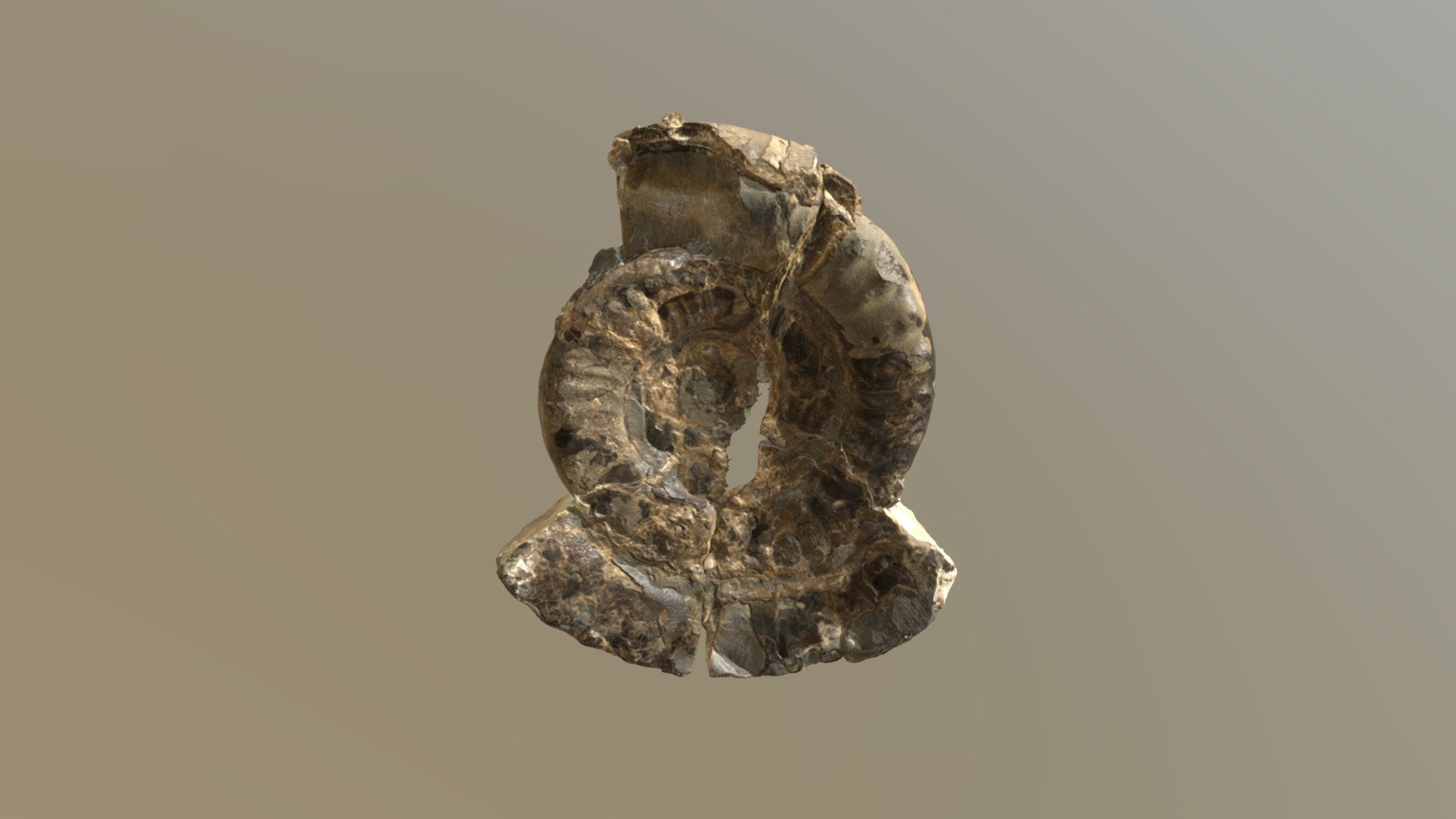 [1385] GSE 3121 Apoderoceras Leckenbyi 950K Obj - 3D model by 3d ...