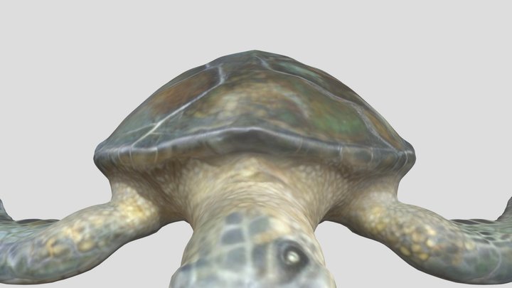 Turtle 3D models - Sketchfab