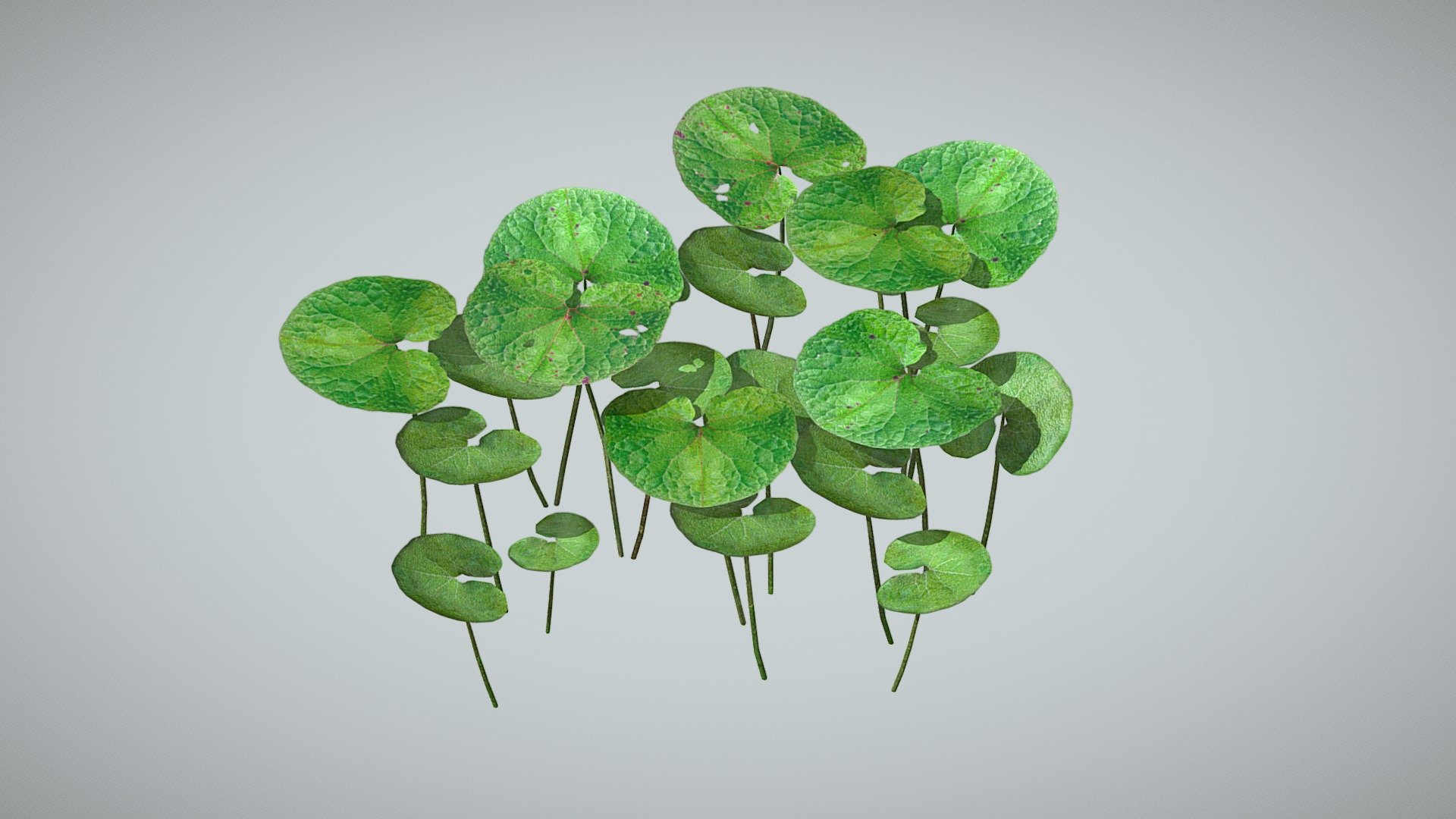 Vegetation Hydrocotyle Vulgaris - Buy Royalty Free 3D model by Outlier ...