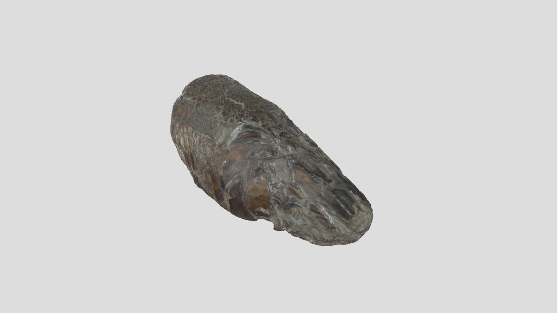 [1433]_GSM_60121_Caturus_fish_950K_obj - 3D model by 3d Fossils GB ...