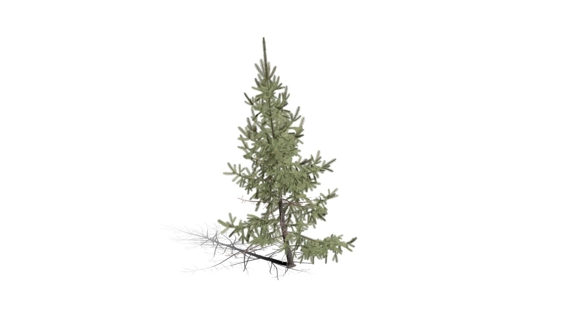 Realistic HD Black spruce (7/38) - Buy Royalty Free 3D model by ...