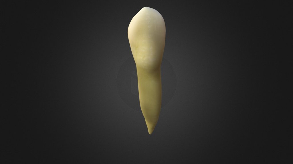 Lower Canine - 3D model by SDEO [7478519] - Sketchfab