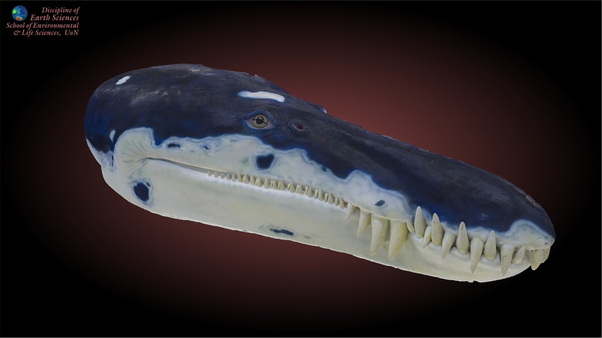 Kronosaurus queenslandicus - 3D model by Earth Sciences, University of ...