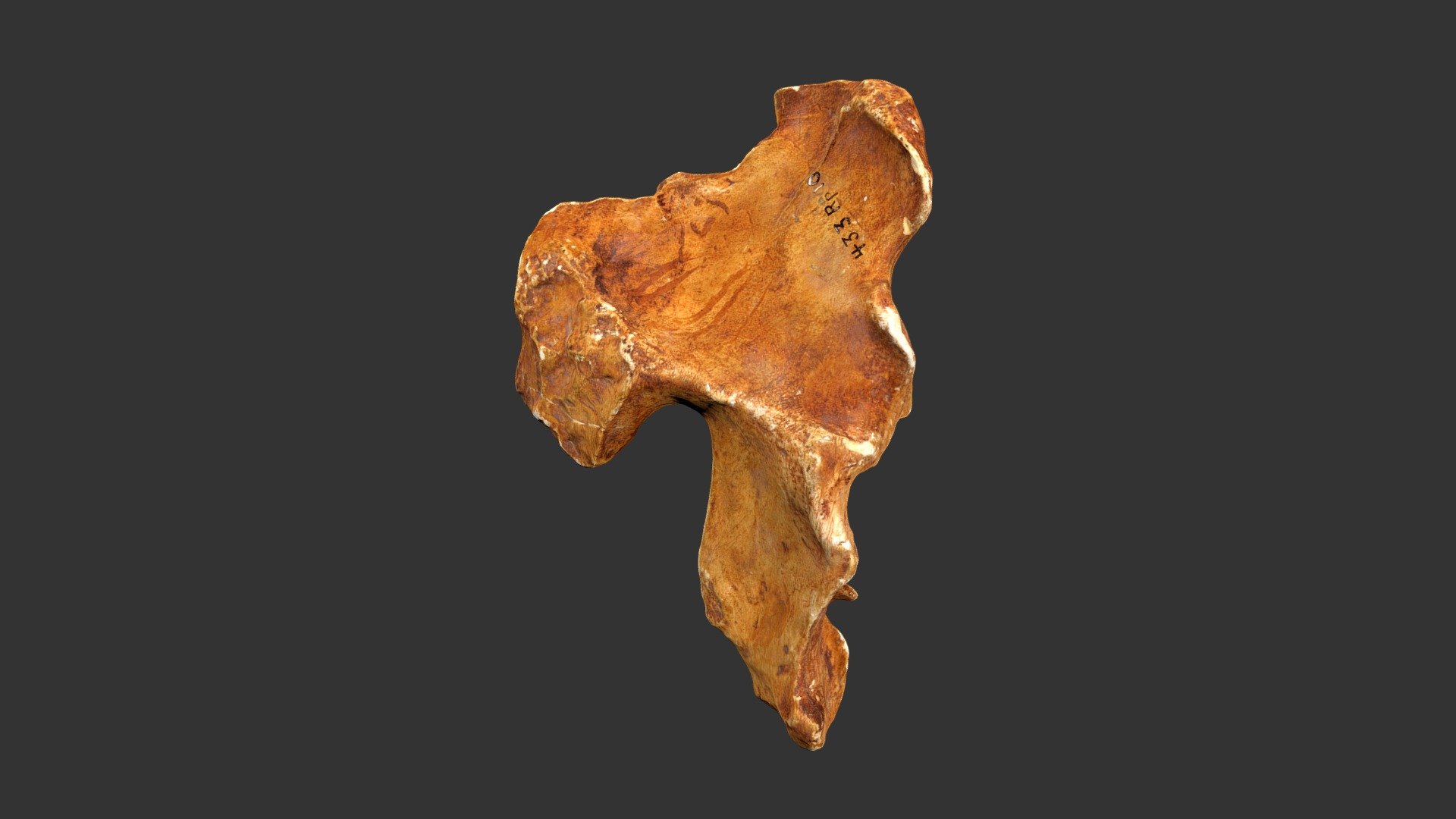 Homo neanderthalensis (Neanderthal 1) (433rp10) - Download Free 3D ...