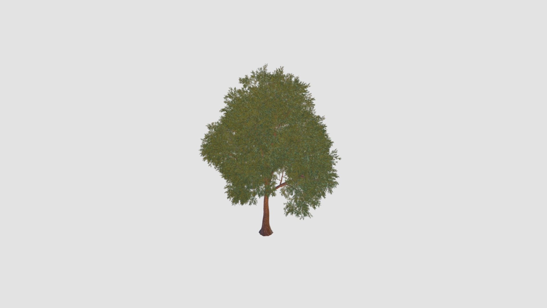 tree - Buy Royalty Free 3D model by Evermotion [747e602] - Sketchfab Store