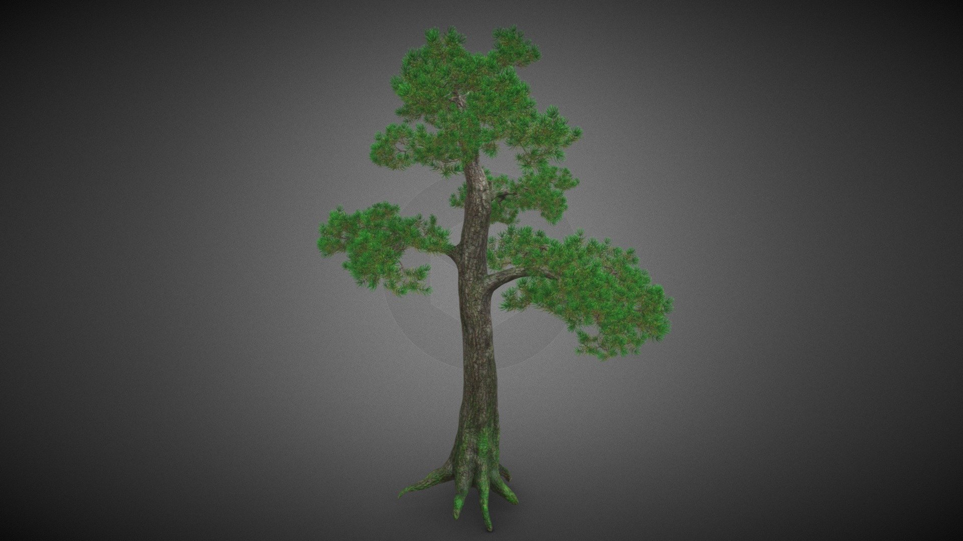 Pine Tree - Buy Royalty Free 3D model by misitewang [7480a46 ...