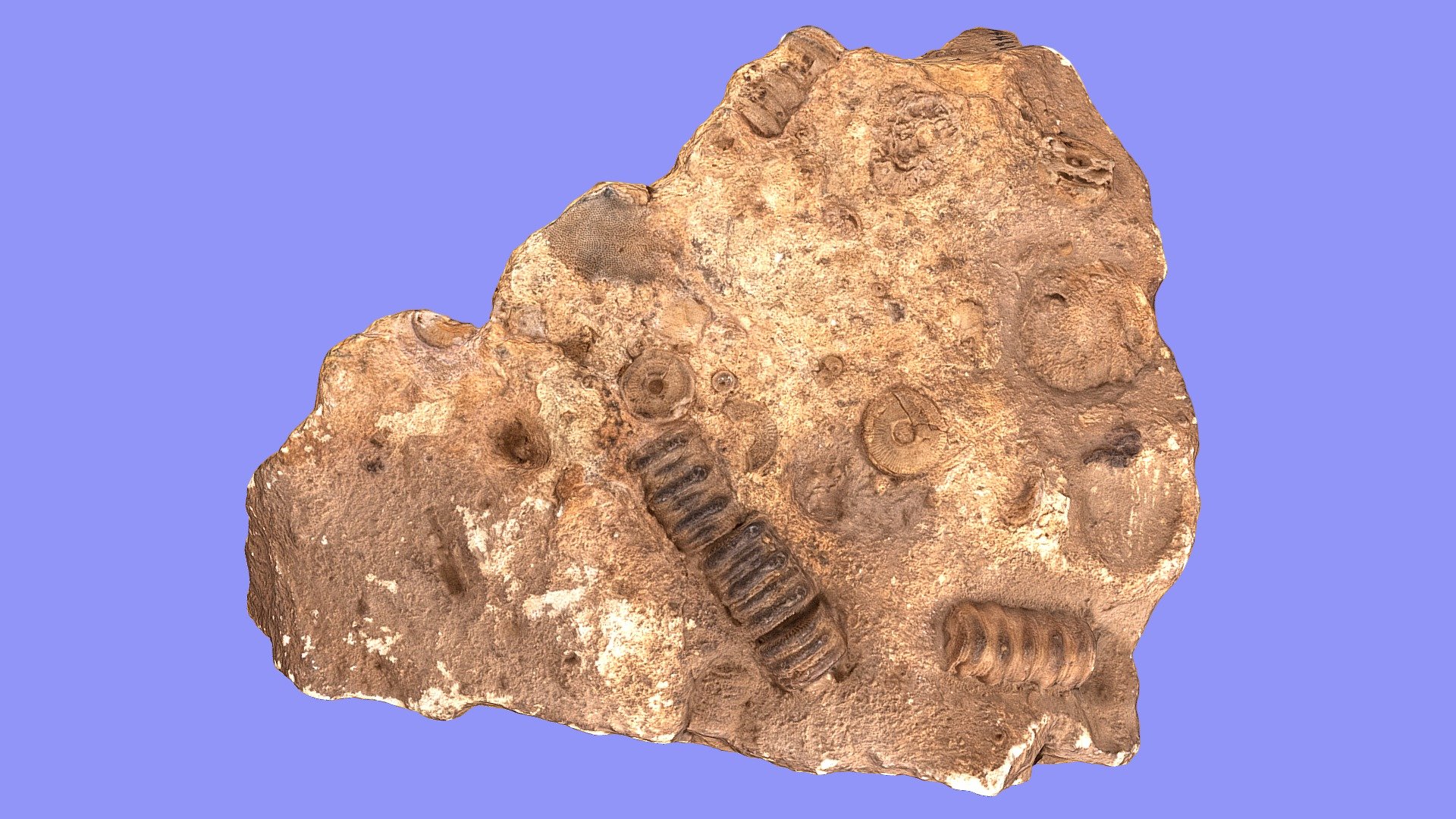 Crinoid - Download Free 3D model by American Geosciences Institute ...