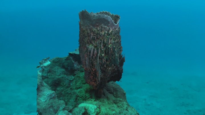 Sponge 3D models - Sketchfab