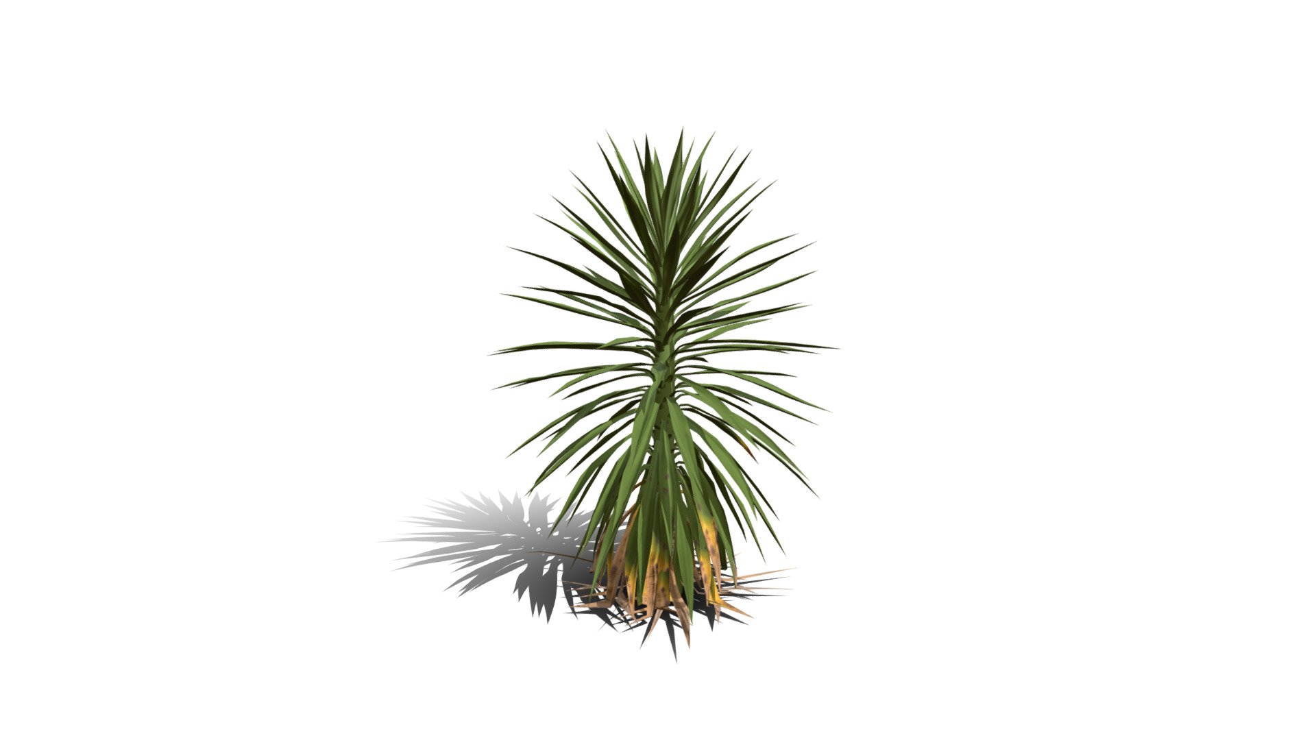 Realistic HD Spineless yucca (16/30) - Download Free 3D model by ...