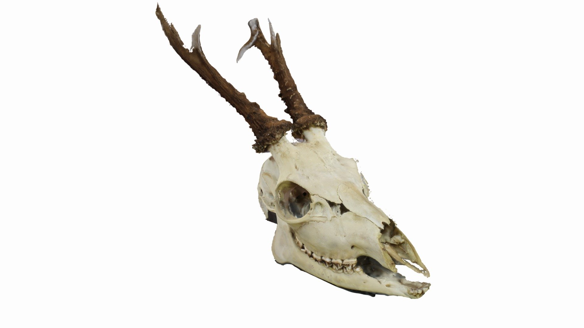 Череп - 3D model by DigitalLab of PetrSU (@DigitalLabPetrSU) [7495b9d ...