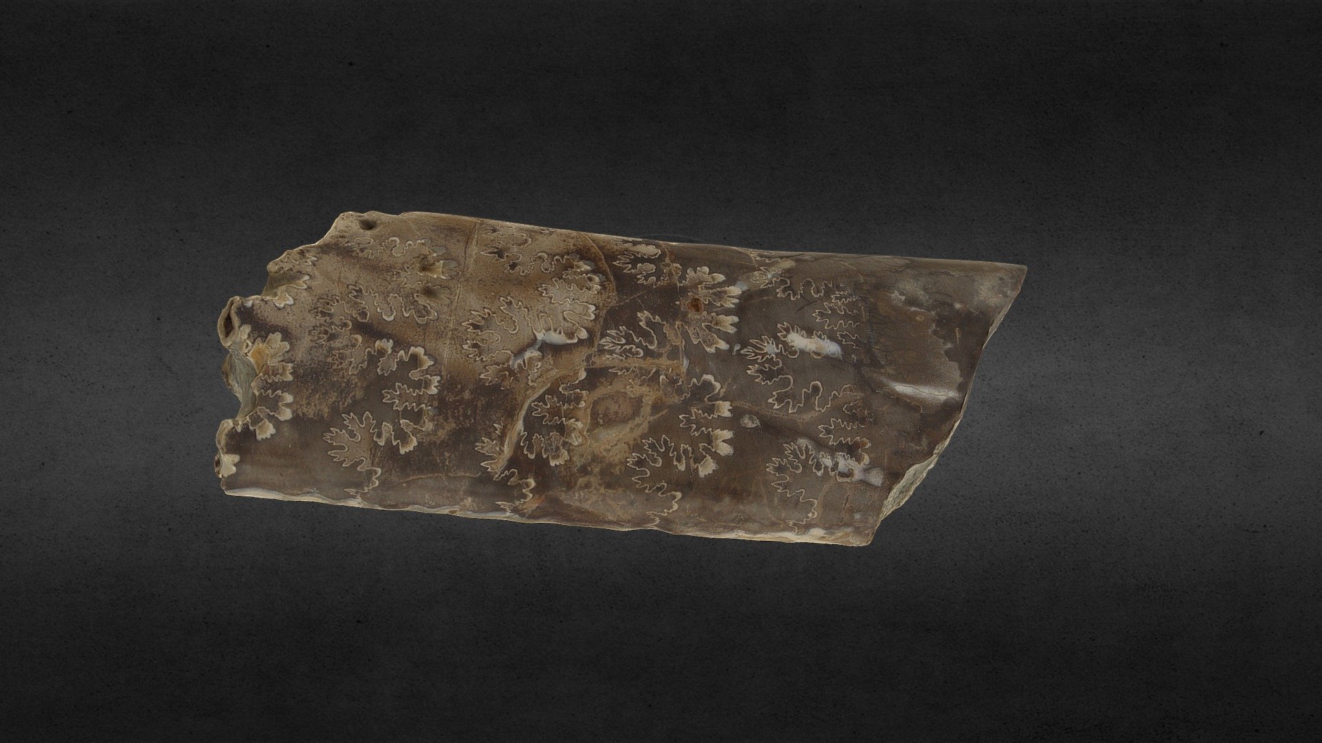 fossile d'os, baleine? - 3D model by Segolene Delamare (@segolene ...