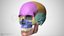 Skull - 3D model by Anatomy Next (@a4s) [74a264e] - Sketchfab