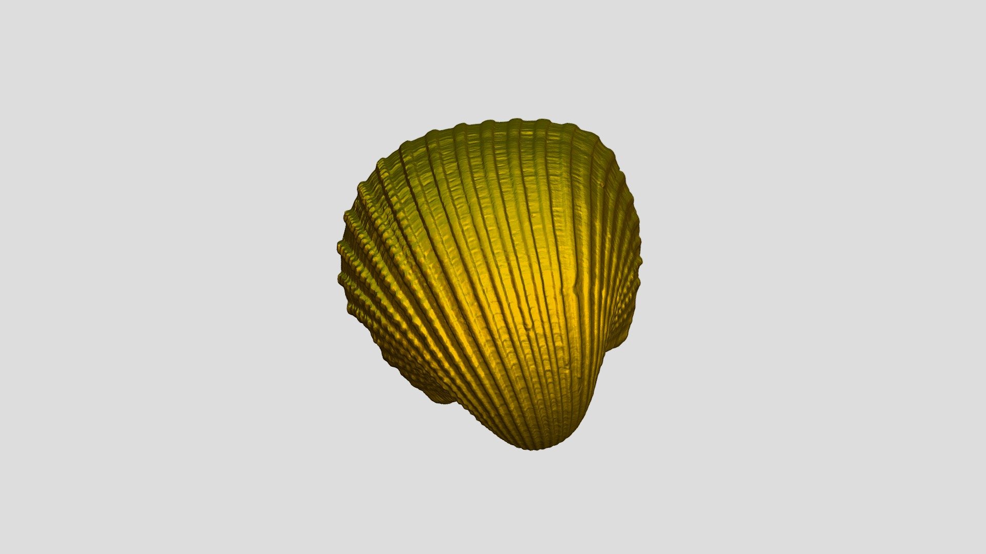 Sea Shell - Download Free 3D model by Thunk3D 3D Scanner (@Lily.Qin1 ...