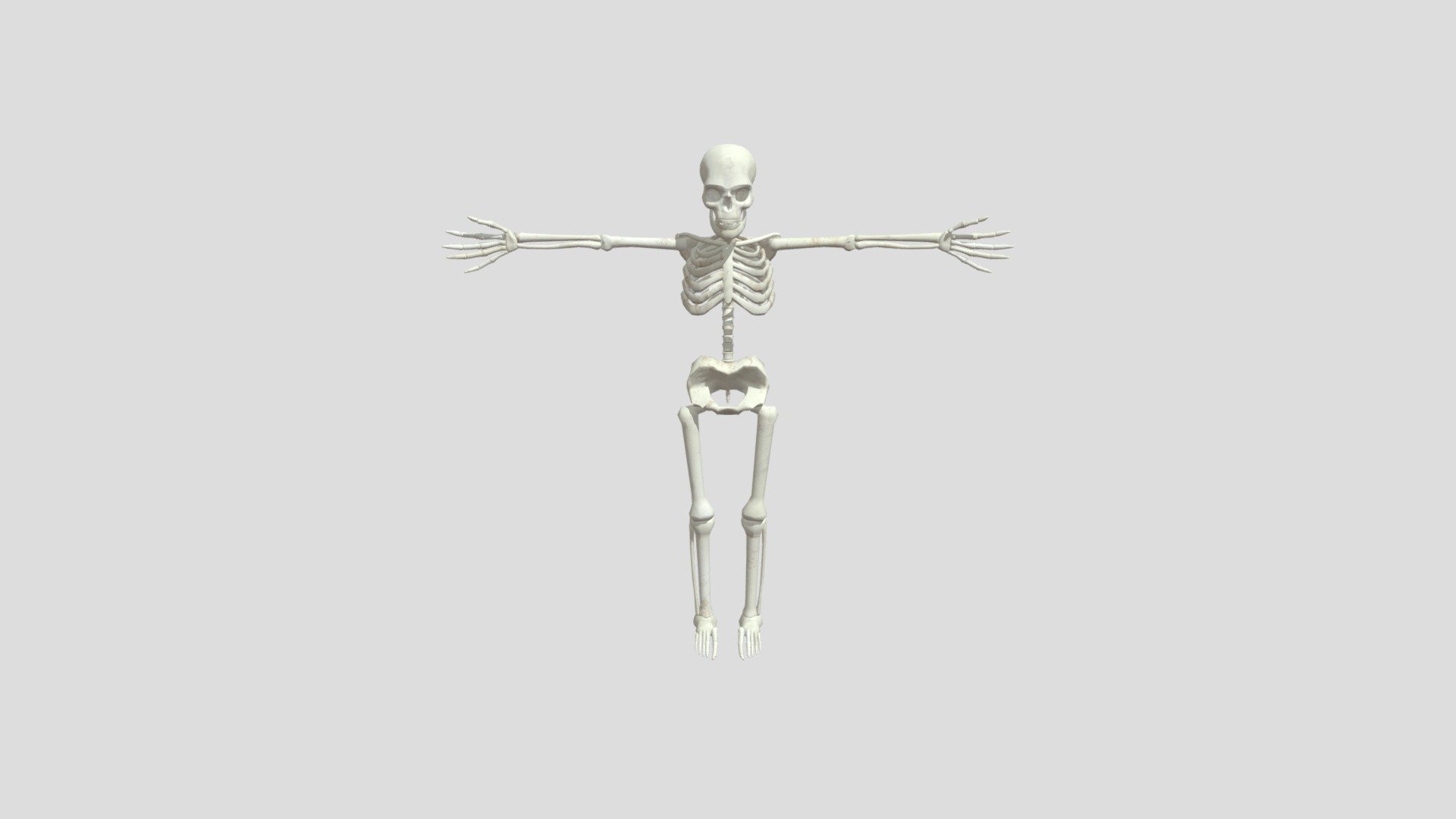 Skeleton Model - 3D model by ARamic [74a449b] - Sketchfab