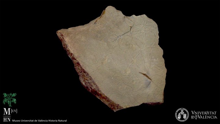 Tracefossil 3D models - Sketchfab