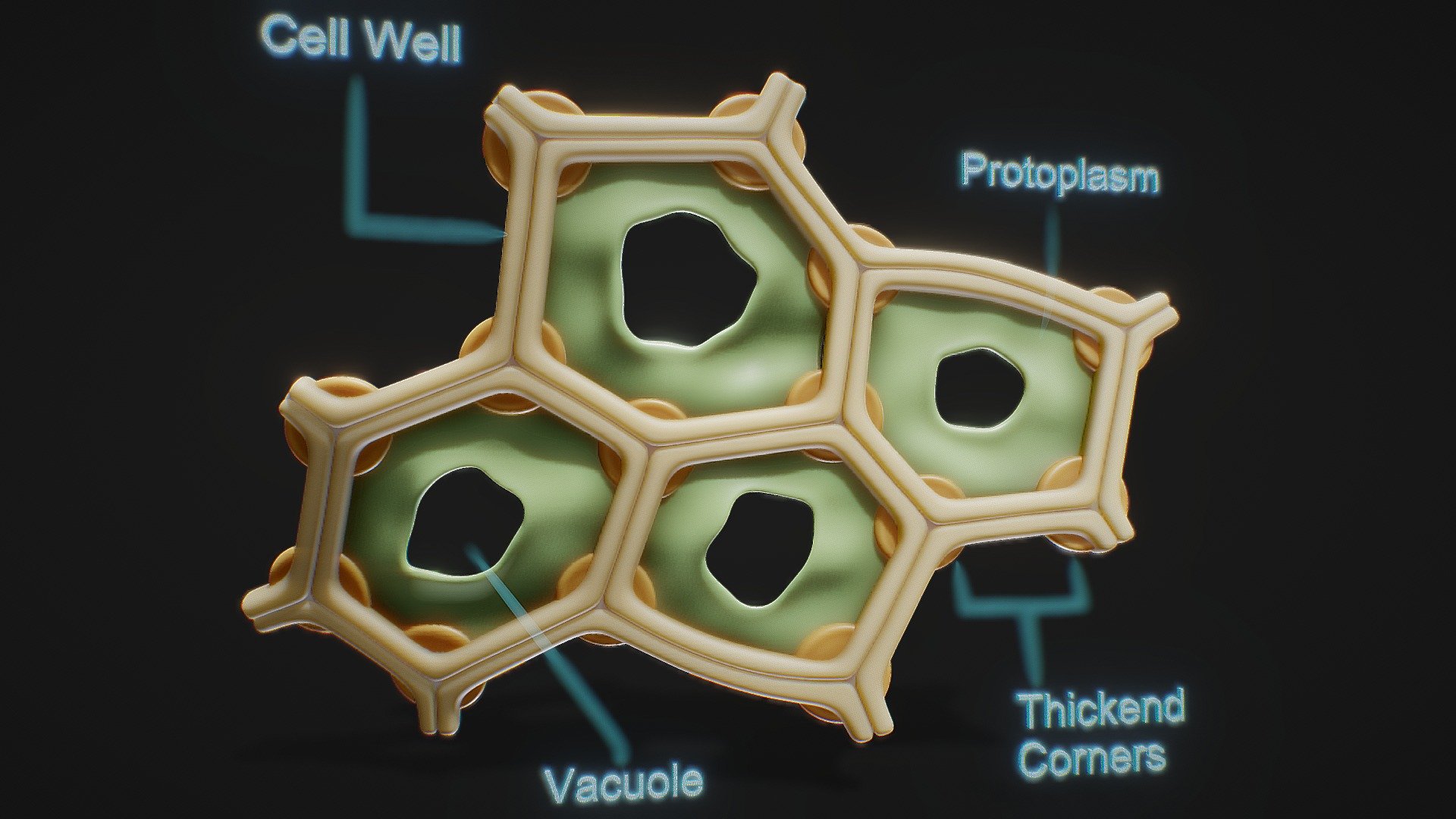 Collenchyma Structure Free Model - Download Free 3D model by zames1992 ...