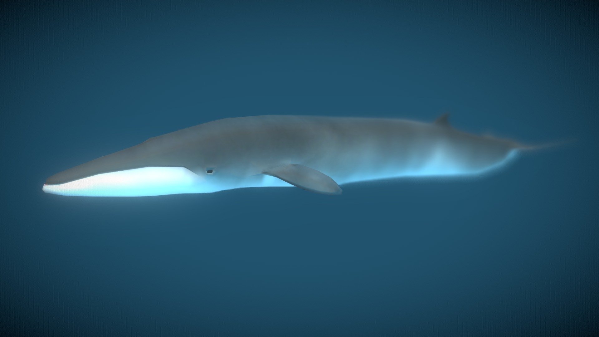 Bryde's Whale (Balaenoptera edeni) - 3D model by CatfishYAY [74b3d06 ...