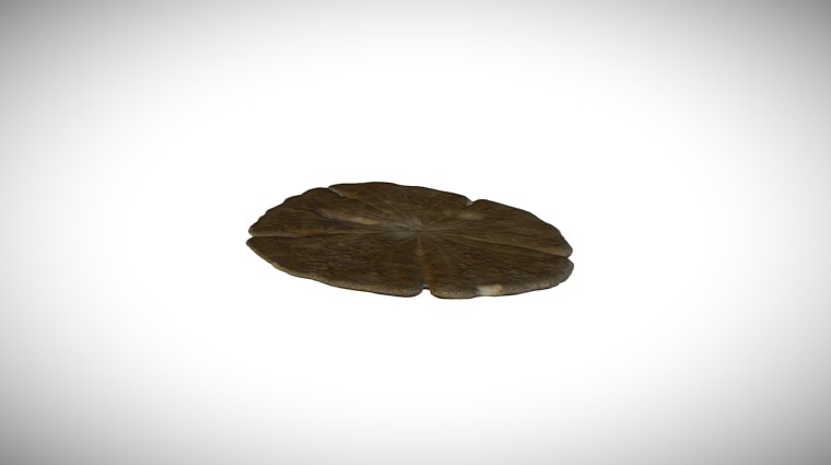 Encope michelini / CASIZ 111443 - 3D model by California Academy of ...
