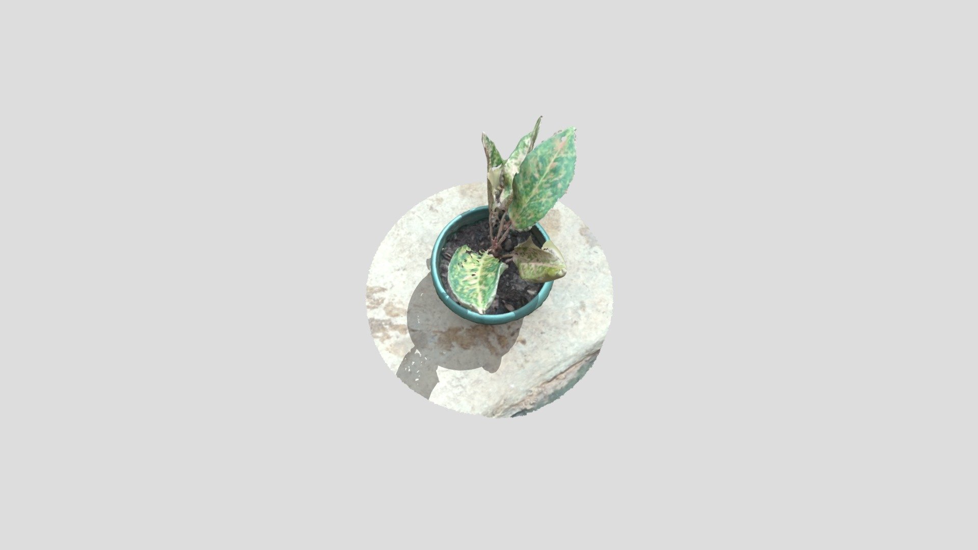 3D Modeling Potted Plants - 3D model by rayhanms [74c216d] - Sketchfab