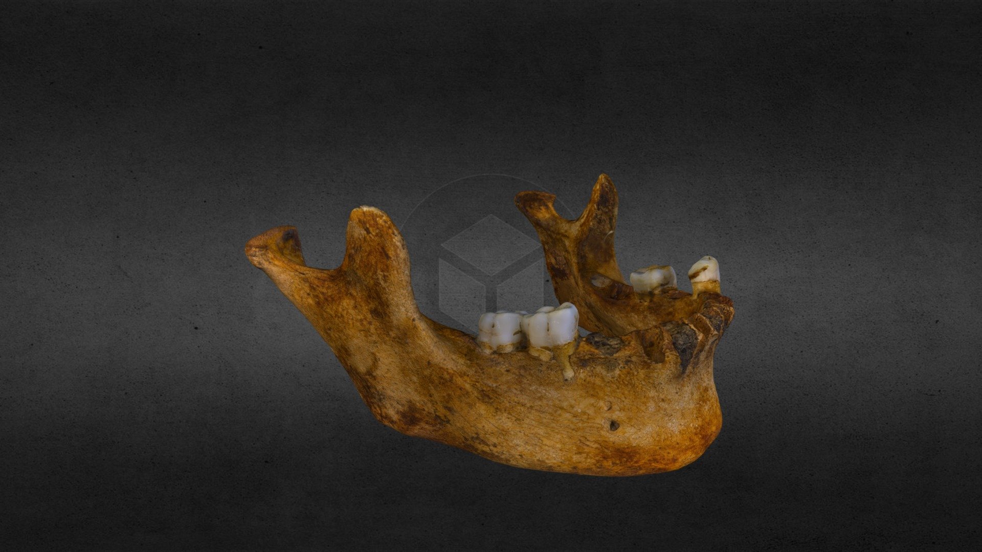 Mandible - 3D model by Corey Jaskolski (@cjaskolski) [74c744a] - Sketchfab