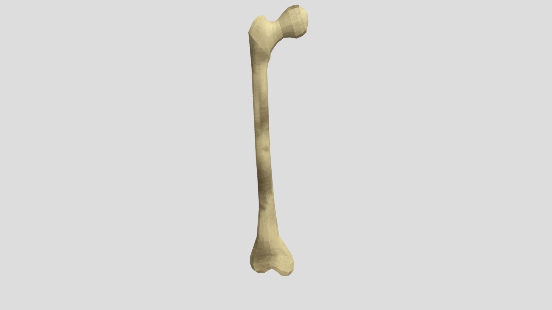 bone - Download Free 3D model by Hyopsodus [74c98d5] - Sketchfab