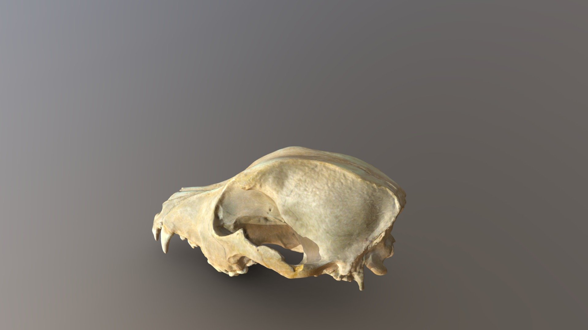 A dogs skull from Africa - 3D model by SandraStole [74cfc49] - Sketchfab
