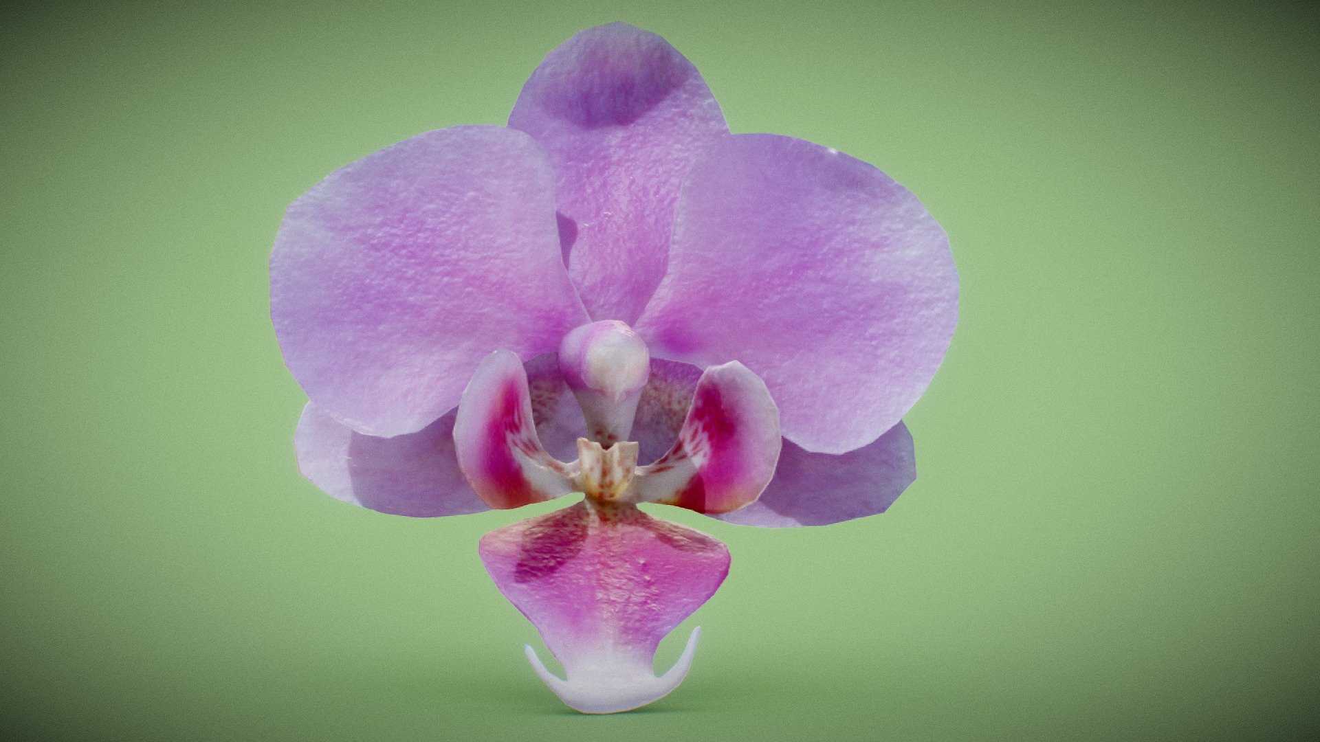 Orchid 7 - Buy Royalty Free 3D model by Polygonal Miniatures ...