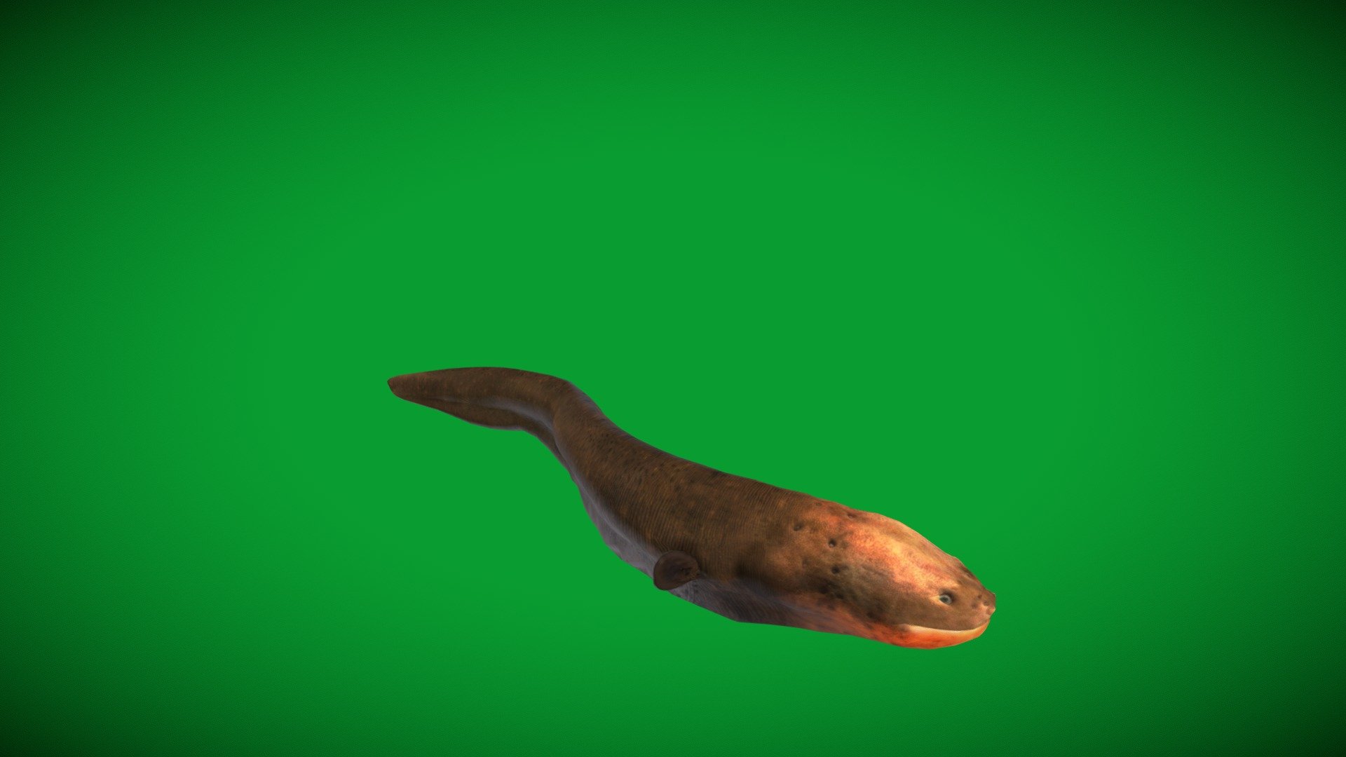 Electric Eel - 3D model by Nyilonelycompany [74d1420] - Sketchfab