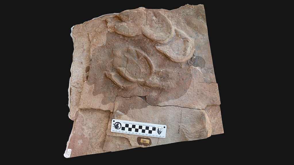 Pliocene Equis & Camelid tracks of California - 3D model by National ...