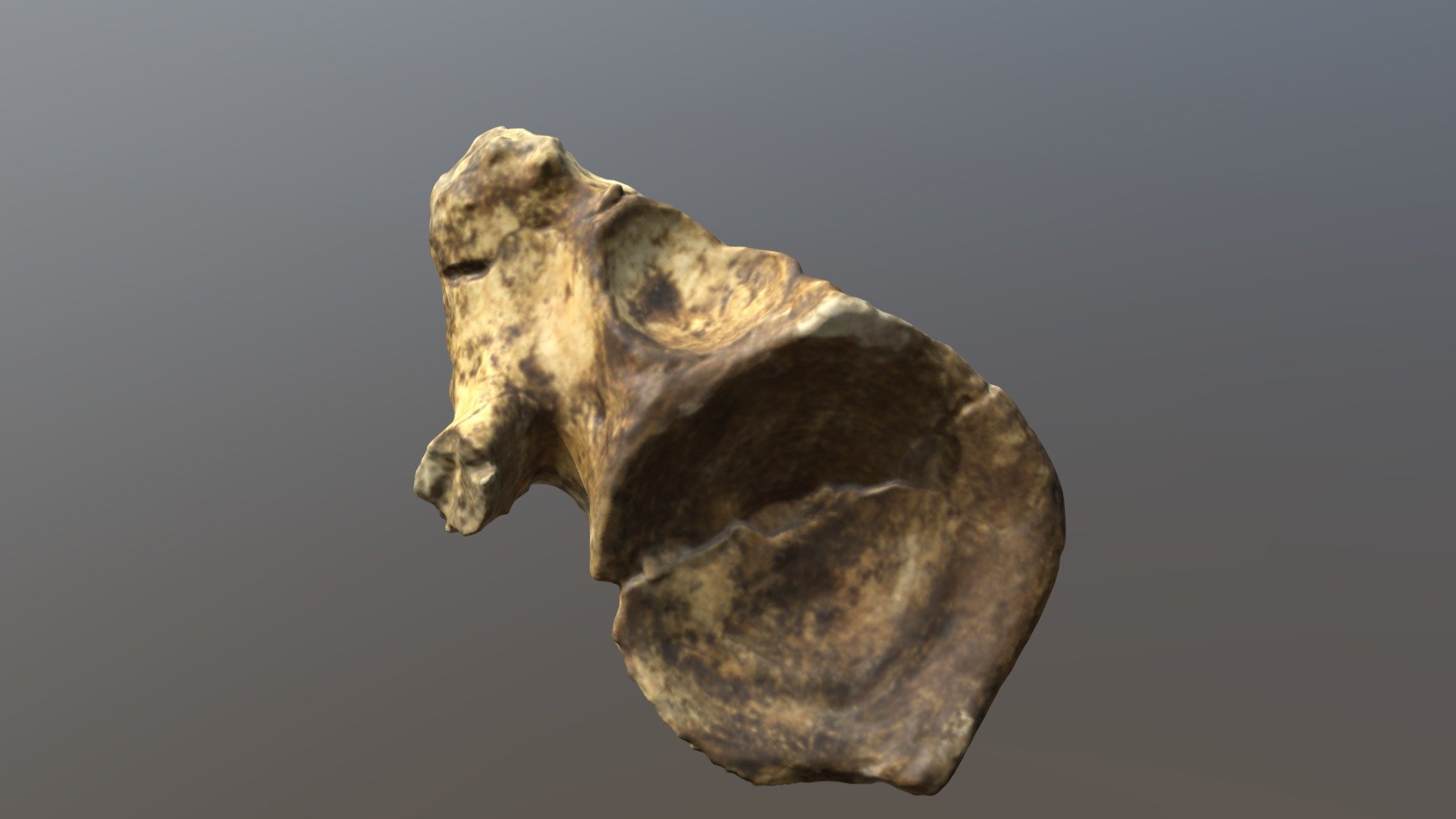 Mastodon Vertebra (VCU_3D_3931) - Download Free 3D model by Virtual ...