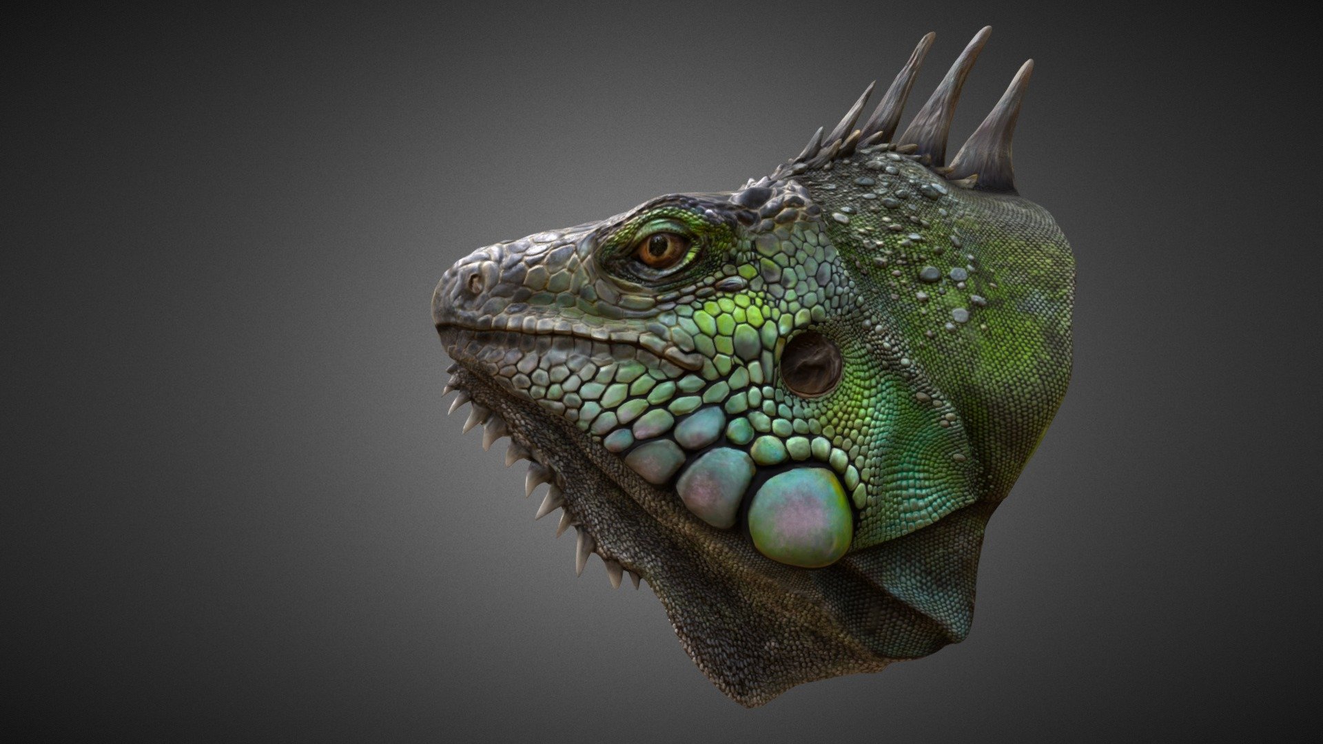 Iguana head - 3D model by elisjons [74dcb55] - Sketchfab