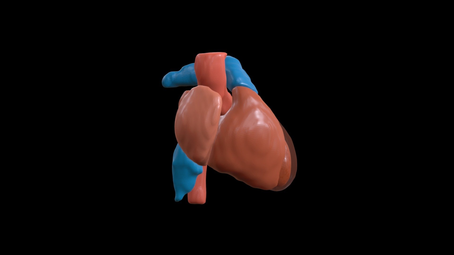 Cardiac Sequence Test - 3D model by Terrie (@terrielsimmons) [74e23f4 ...