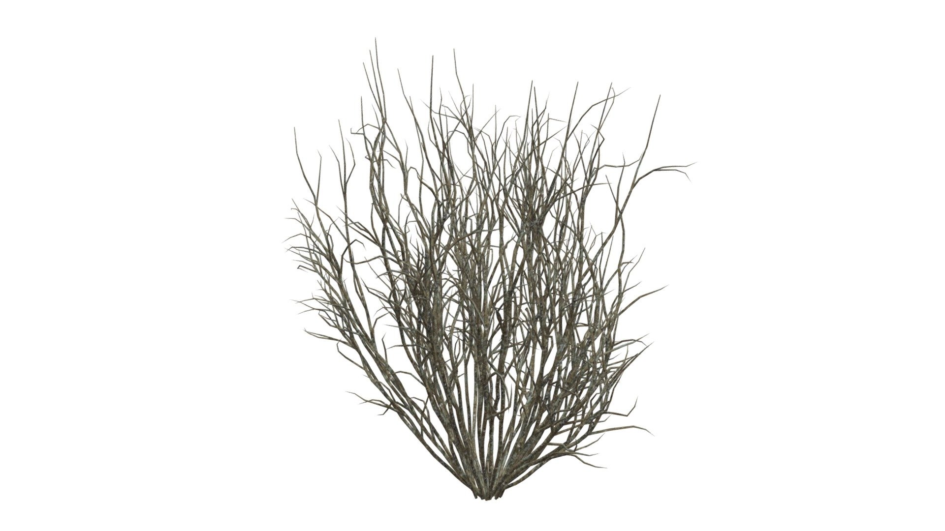 Broom Snakeweed #03 - Buy Royalty Free 3D model by meshshape [74e91e8 ...