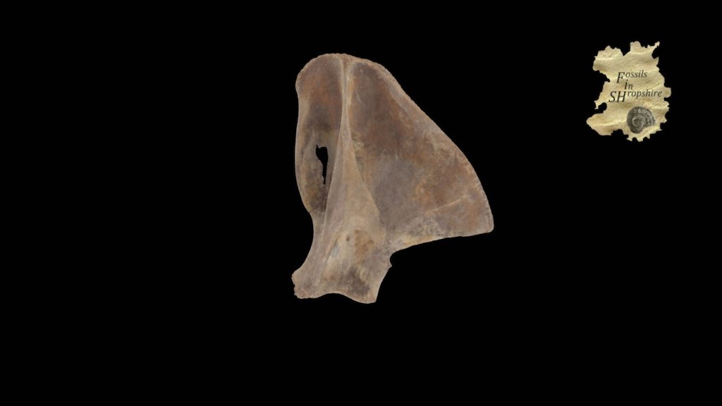 Mammoth scapula - Download Free 3D model by Fossils in Shropshire ...