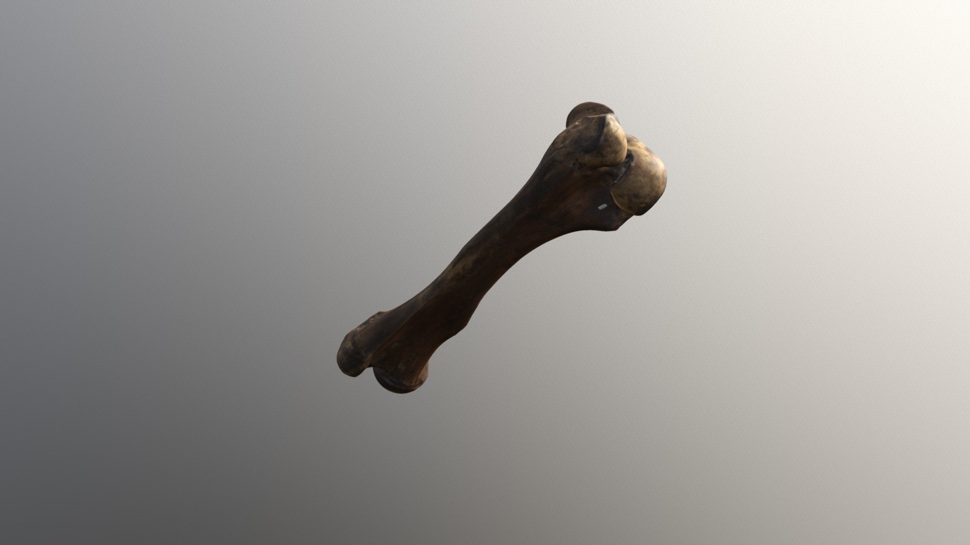 Mastodon Femur Right (VCU_3D_3623) - 3D model by Virtual Curation Lab ...