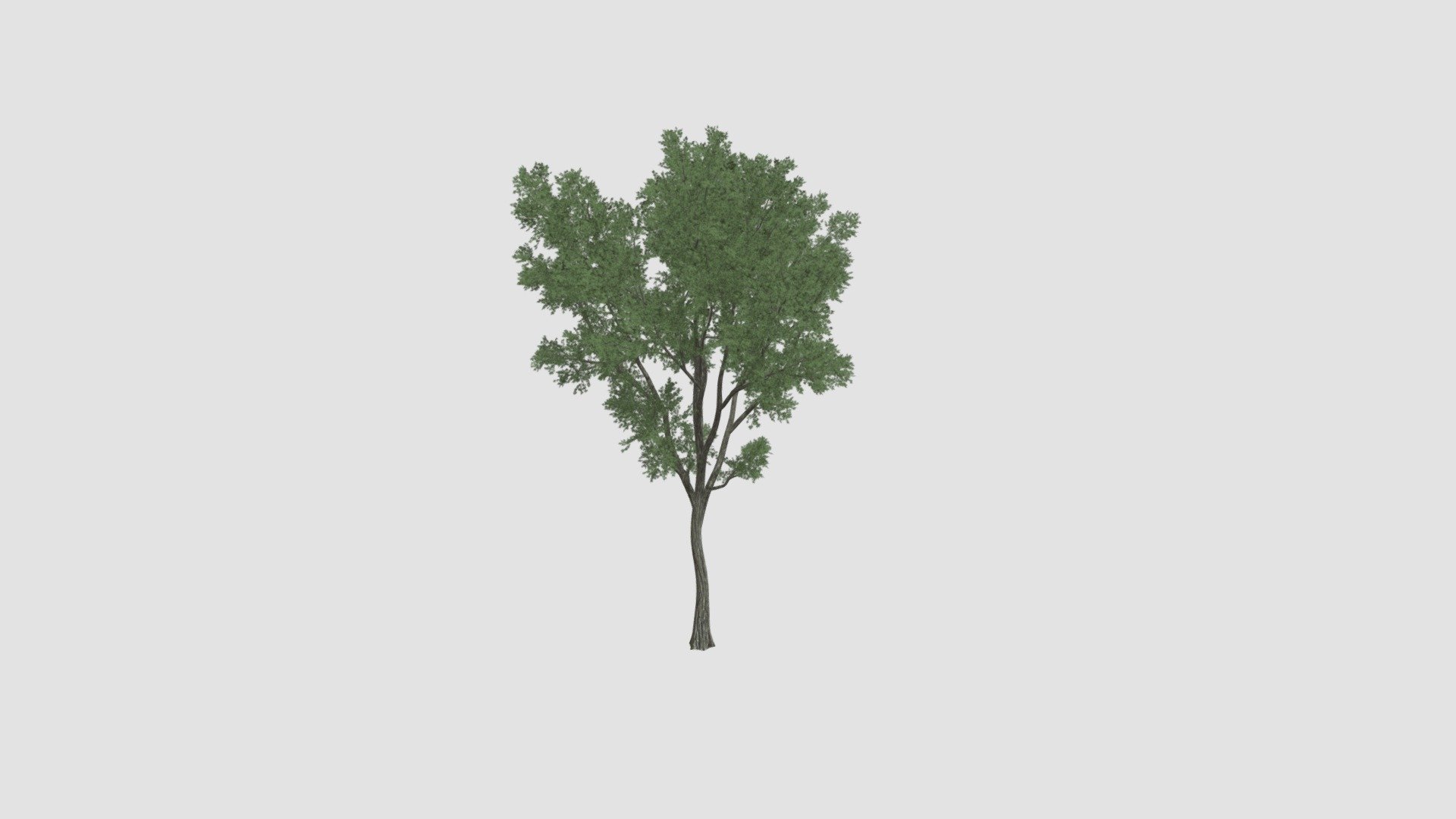 tree - Buy Royalty Free 3D model by Evermotion [74ef5c0] - Sketchfab Store
