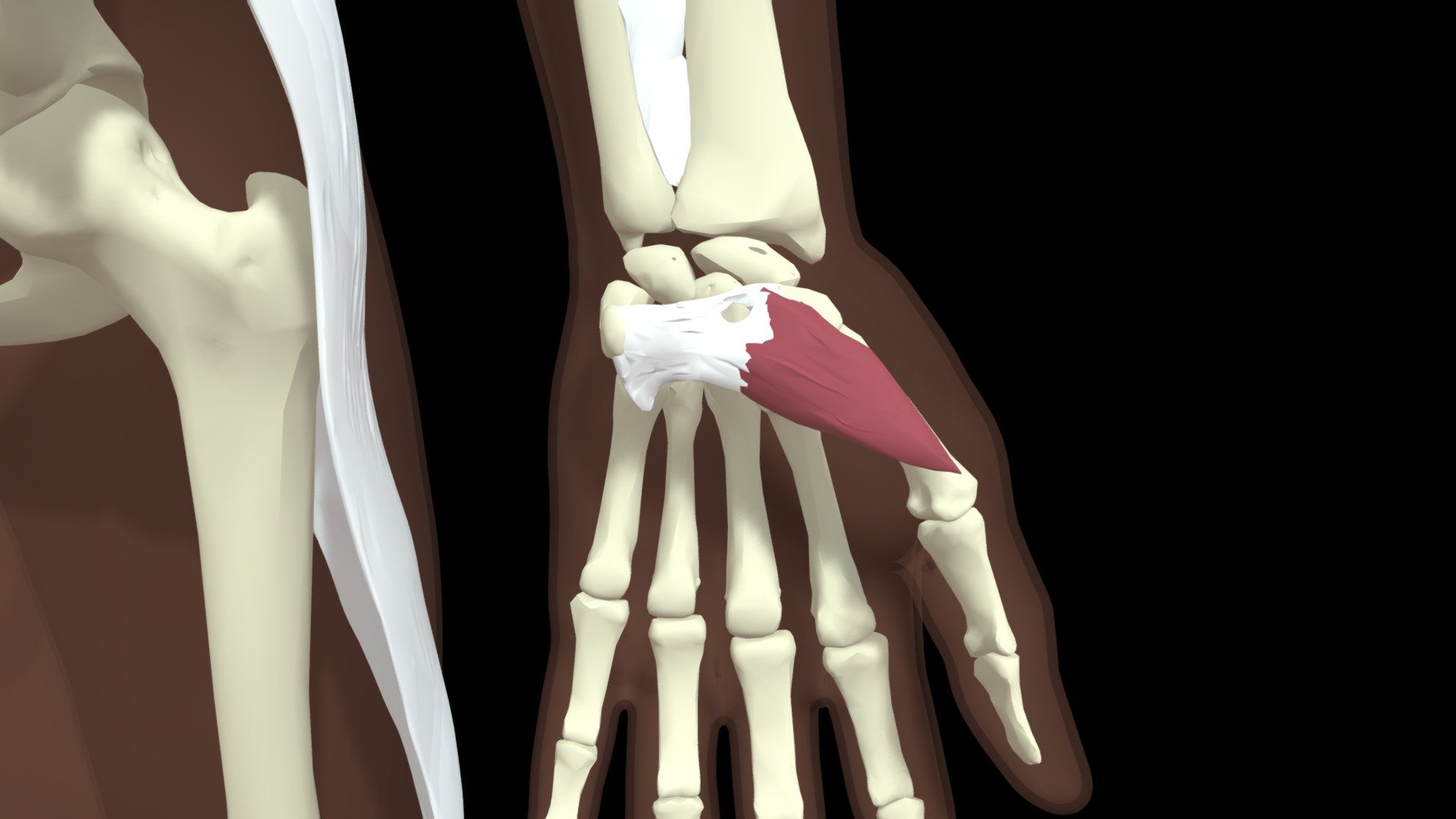 Opponens Pollicis - Download Free 3D model by UMich Anatomy (@anatomary ...