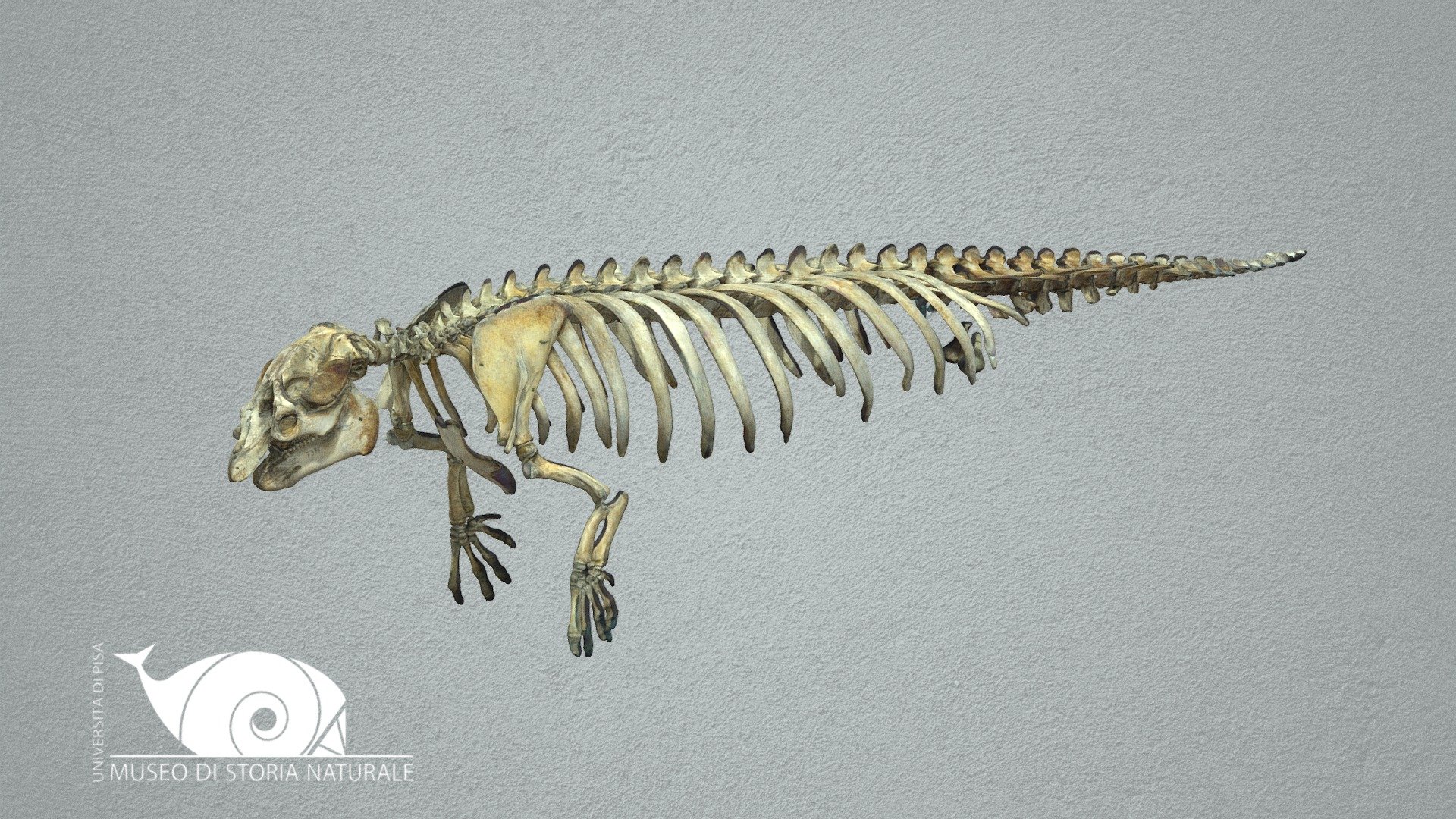 American manatee - 3D model by Natural History Museum, University of ...