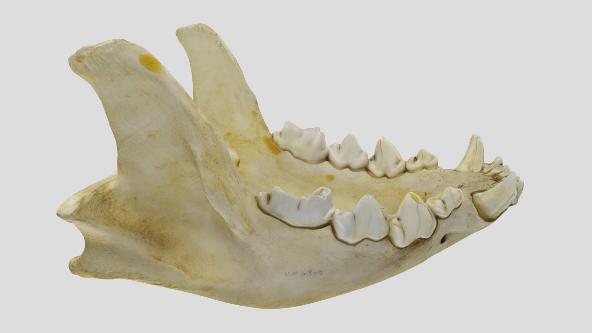 UWYMV:Mamm:5840, Crocuta crocuta, Mandible - Download Free 3D model by ...