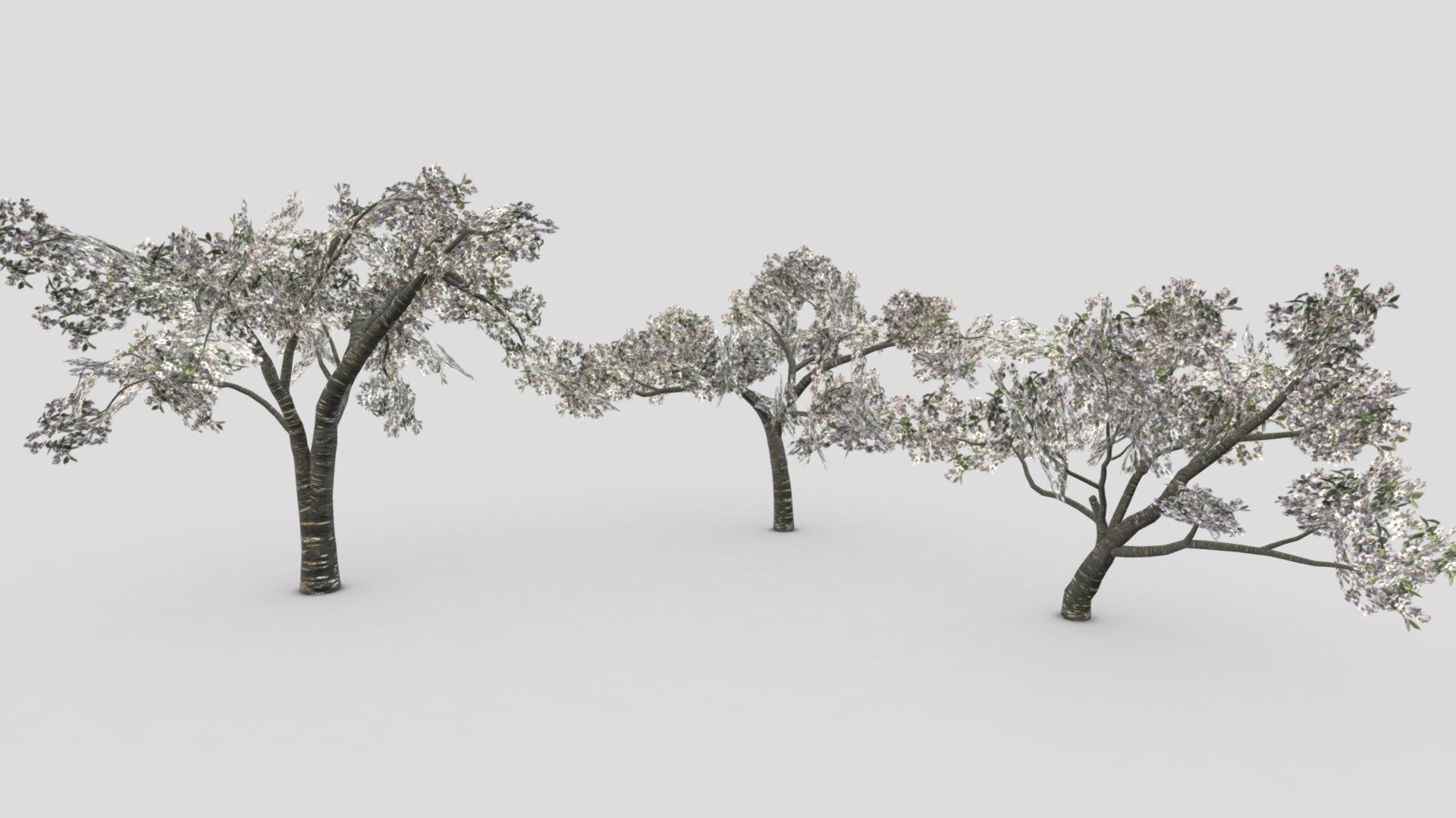 Cherry Blossoms Tree- Pack- 01 - Buy Royalty Free 3D model by ASMA3D ...