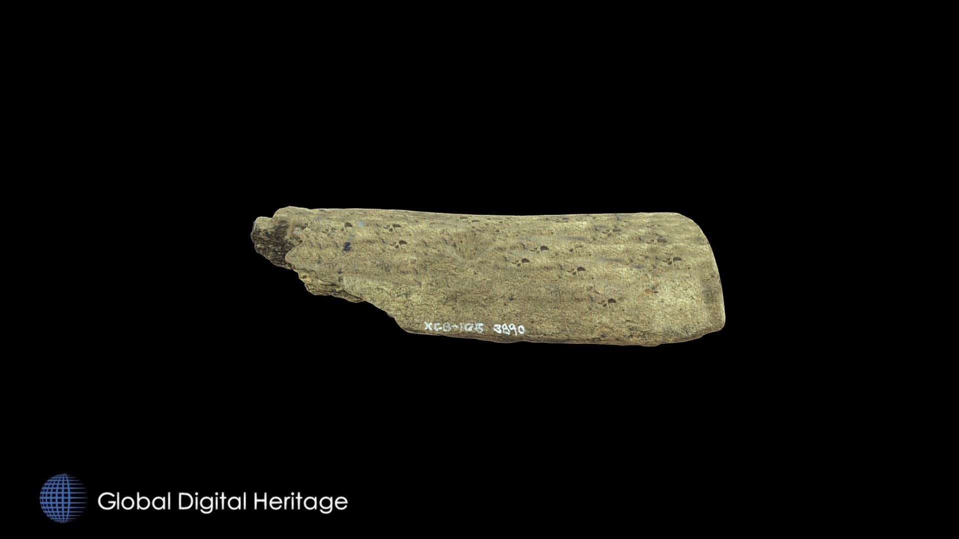 Dill Base, Sea Mammal Bone, XCB-105-3890 - Download Free 3D model by ...