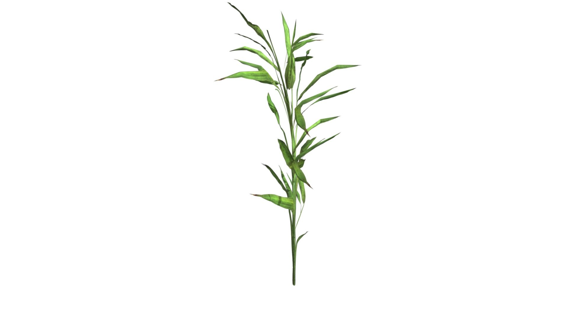 Switch Cane Plant #01 - Buy Royalty Free 3D model by meshshape [7509463 ...