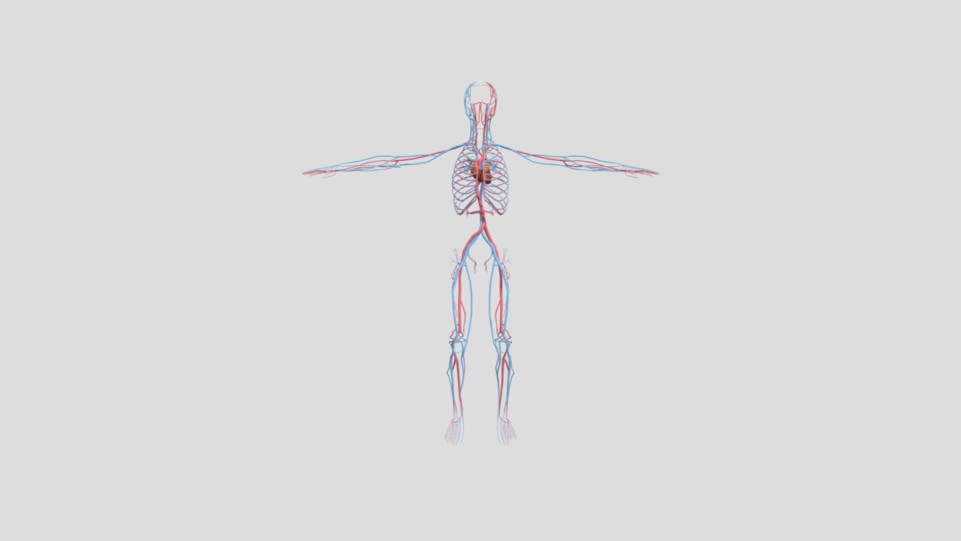 circulatorySystem - 3D model by OrkaInformatics (@leventsen) [750a603 ...