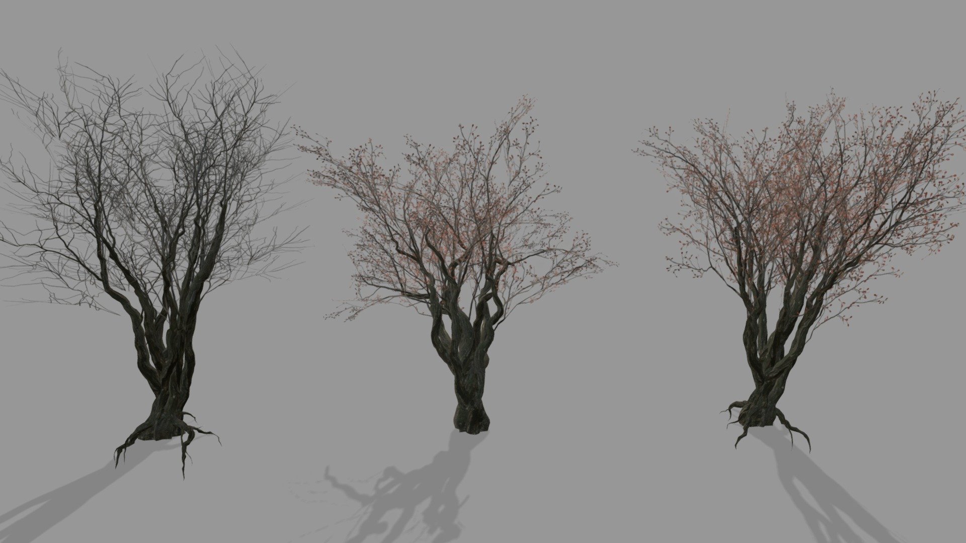 3 English Oak Set (Quercus Robur) *Updated - Download Free 3D model by ...