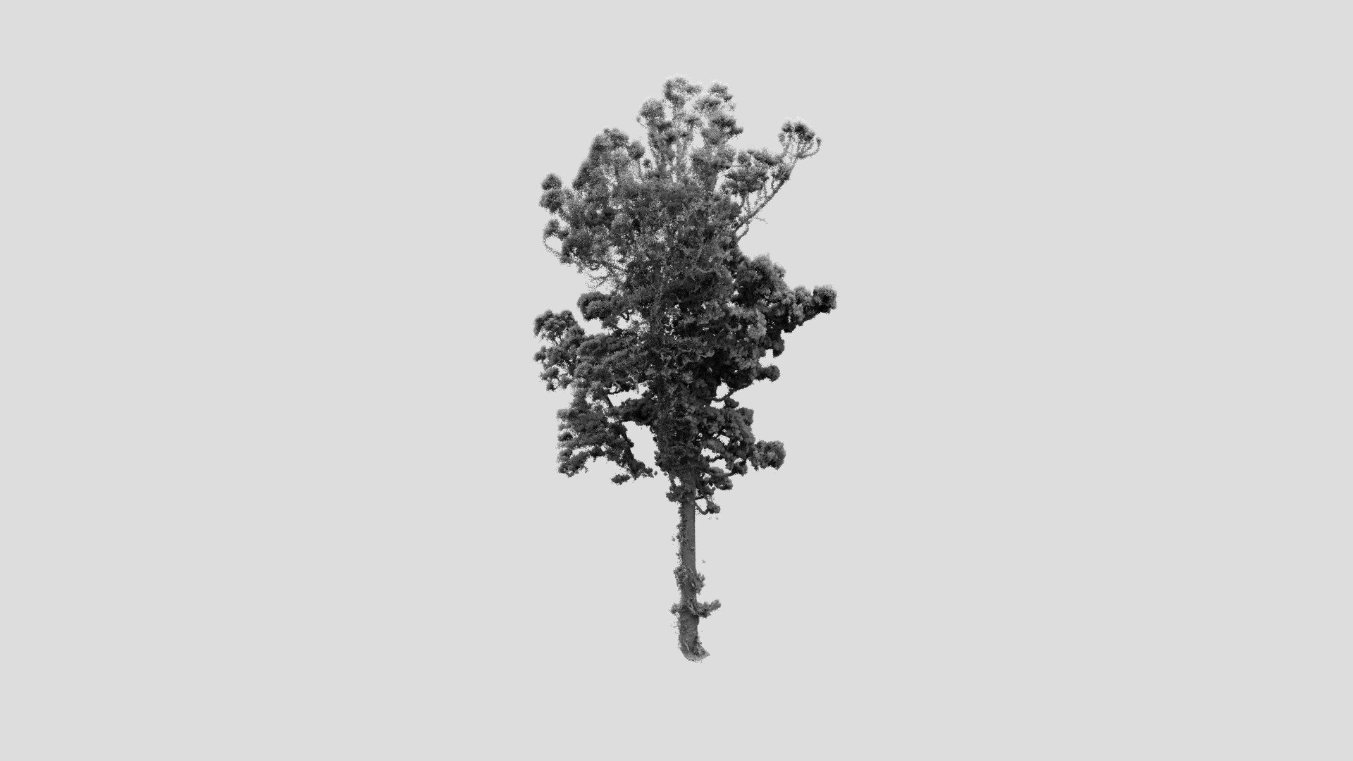 NRTWCB04Feb24_Tree1_004L - 3D model by ScionForest [7511719] - Sketchfab