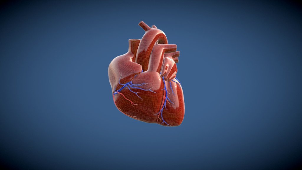 Heart Pump Test - 3D model by Sugar Skull Creative (@alexanimation ...