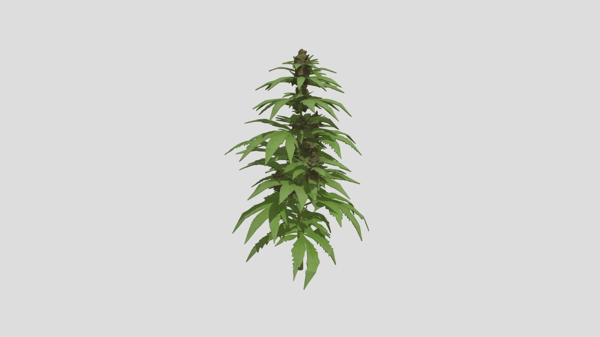 Marijuana Plant - Download Free 3D model by Jota_542 [751ec50] - Sketchfab